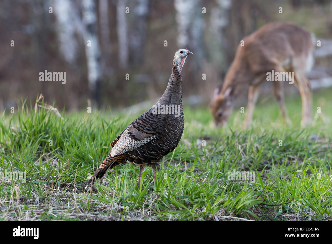 Eastern wild turkey Stock Photo - Alamy