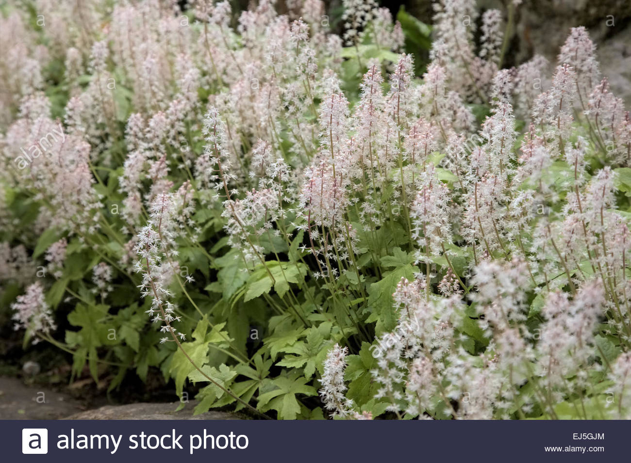 Tiarella Stock Photos & Tiarella Stock Images - Alamy