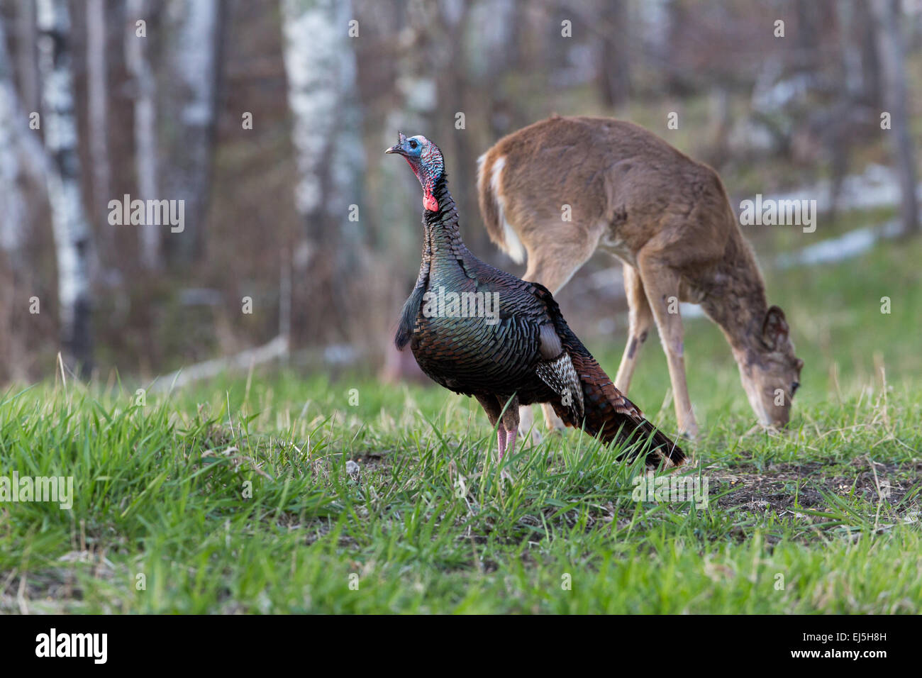 Eastern wild turkey - male Stock Photo - Alamy