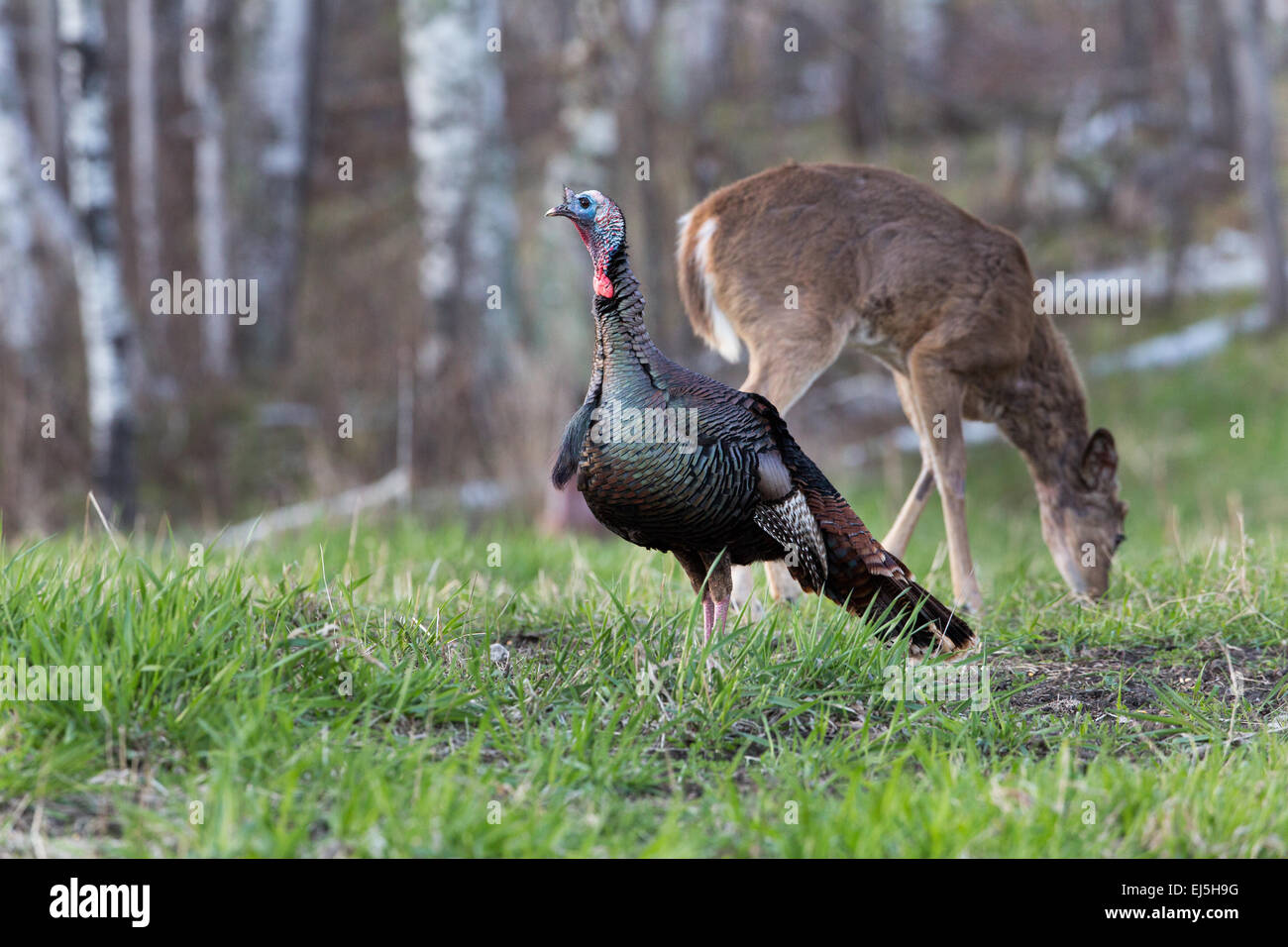 Eastern wild turkey - male Stock Photo - Alamy