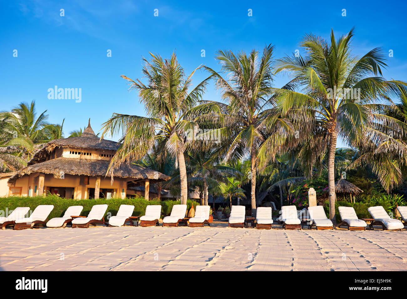 Row of vacant lounge chairs under palm trees on the beach. Mui Ne, Binh ...