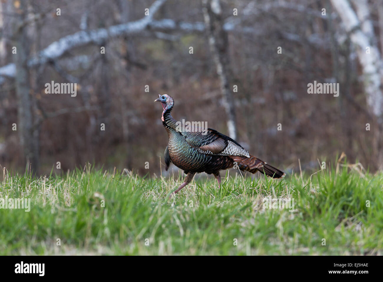 Eastern wild turkey - female Stock Photo - Alamy
