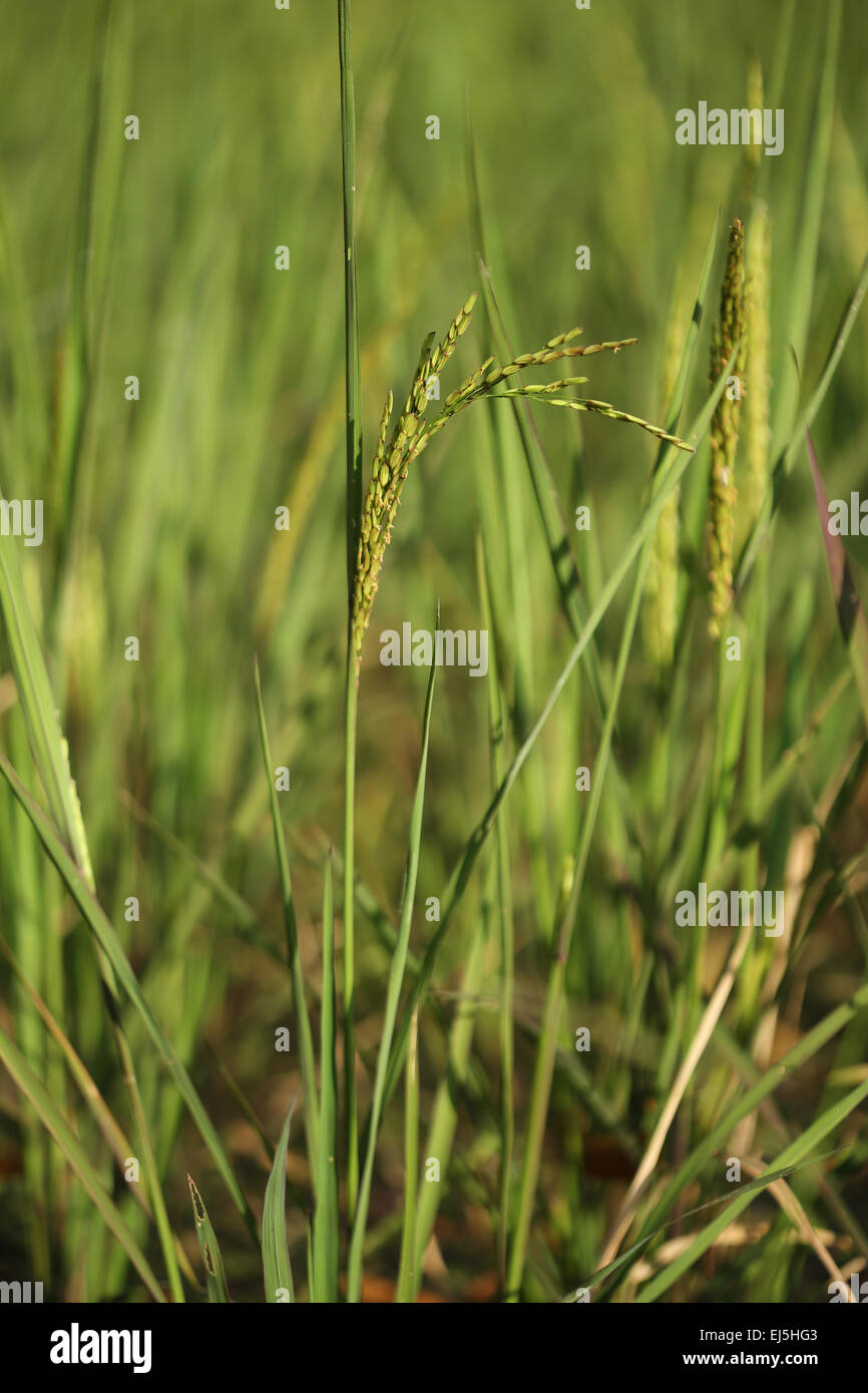 close up of Rice spike in the paddy field Stock Photo - Alamy
