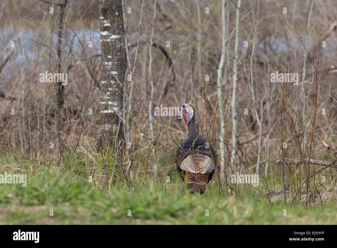 Eastern wild Turkey Stock Photo - Alamy