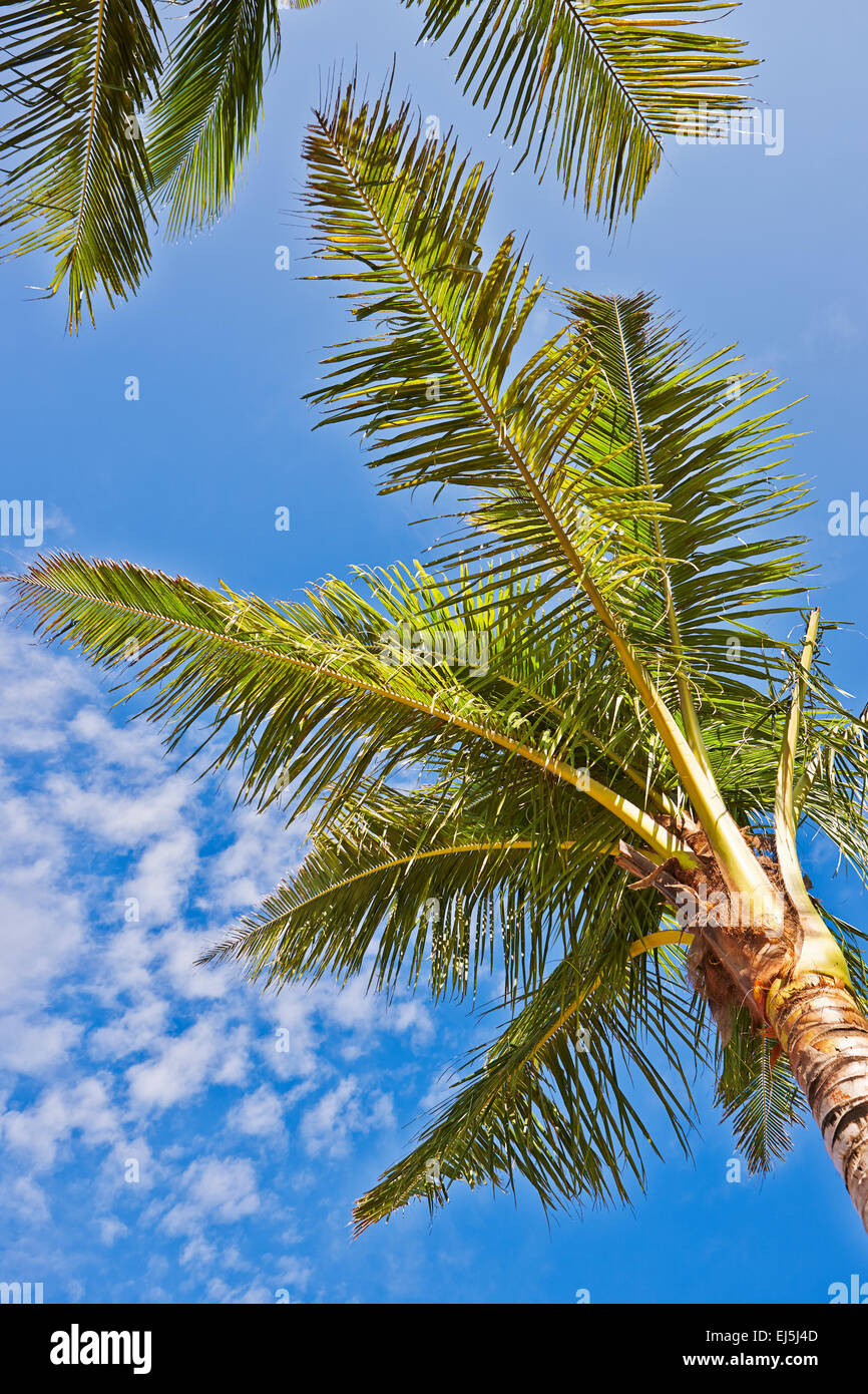 Close up palm tree vibrant hi-res stock photography and images - Alamy