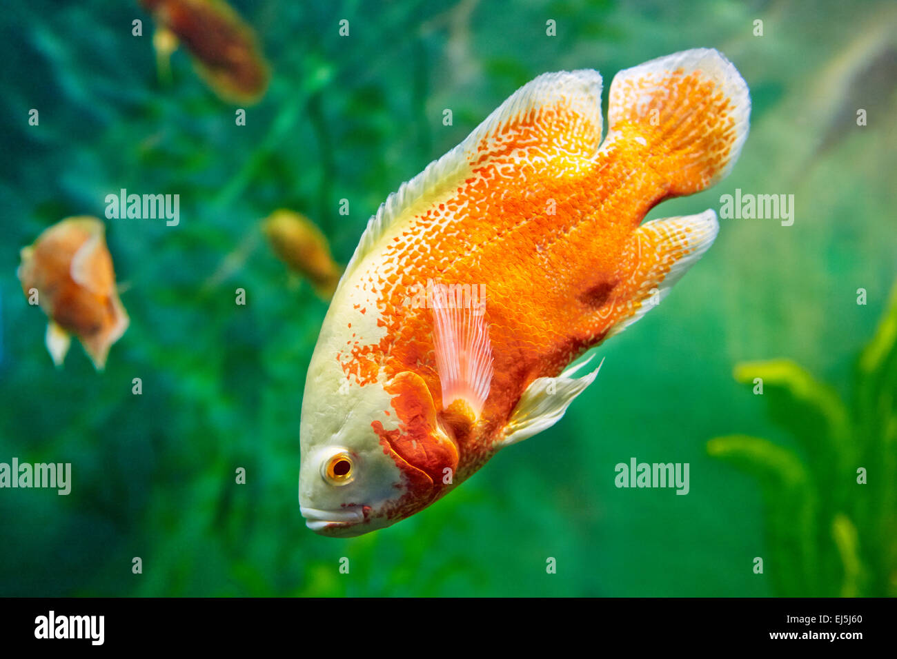 Oscarfish hi-res stock photography and images - Alamy