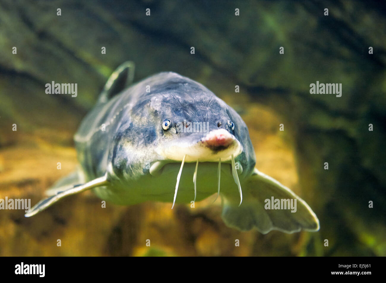 Huso huso hi-res stock photography and images - Alamy