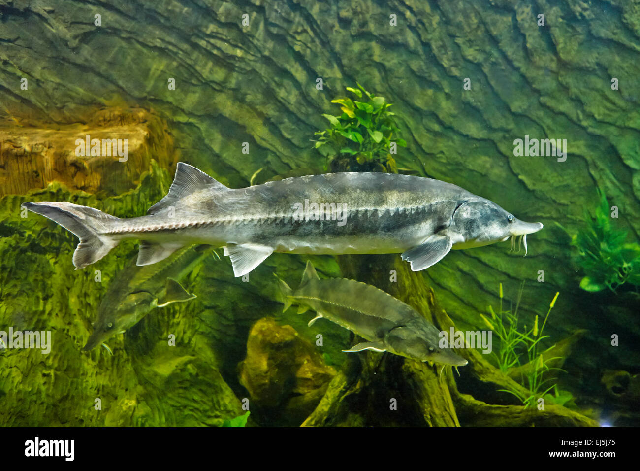 Huso huso hi-res stock photography and images - Alamy