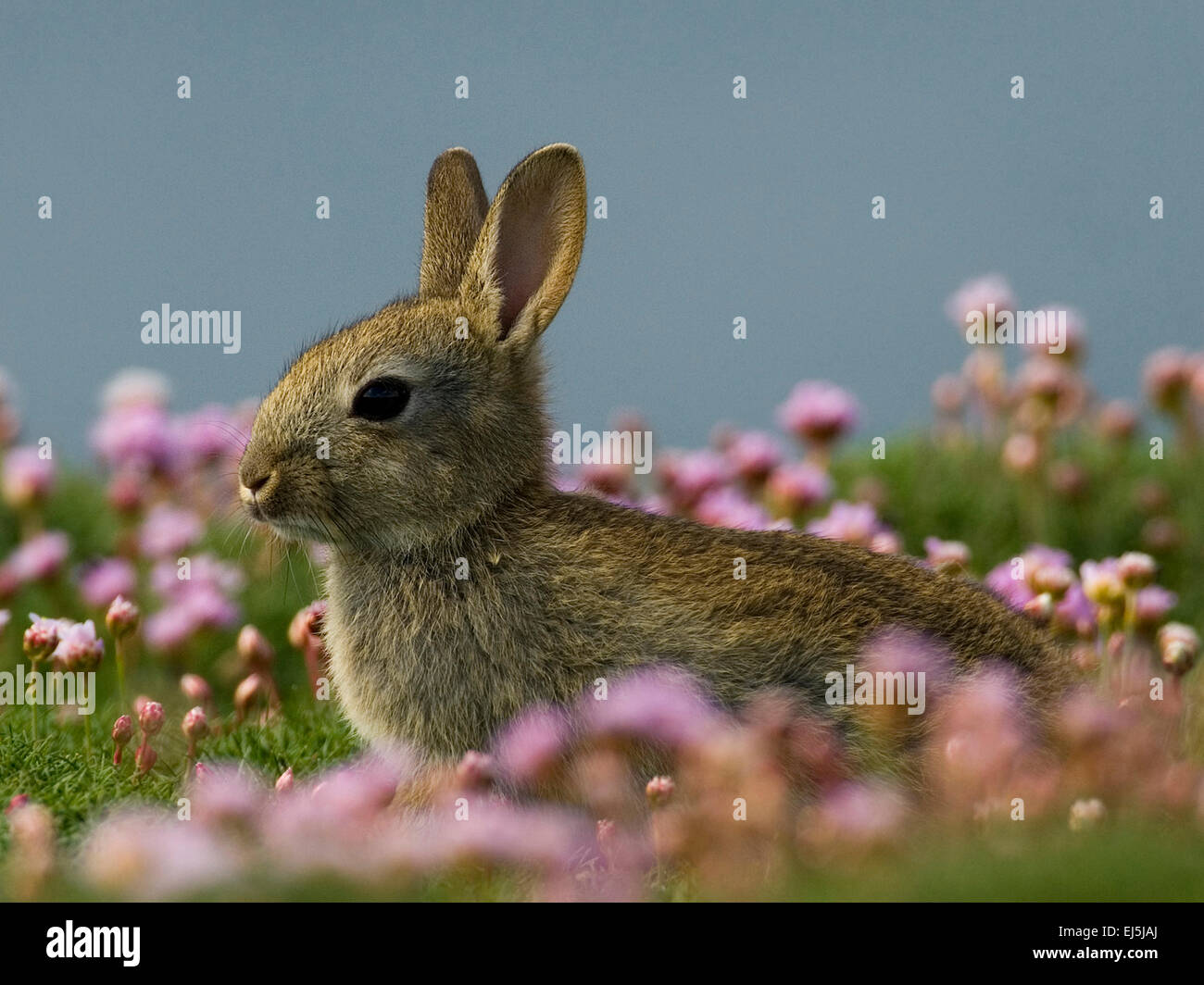 Rabbit Lepus curpaeums sitting in sea thrift and grass Stock Photo - Alamy
