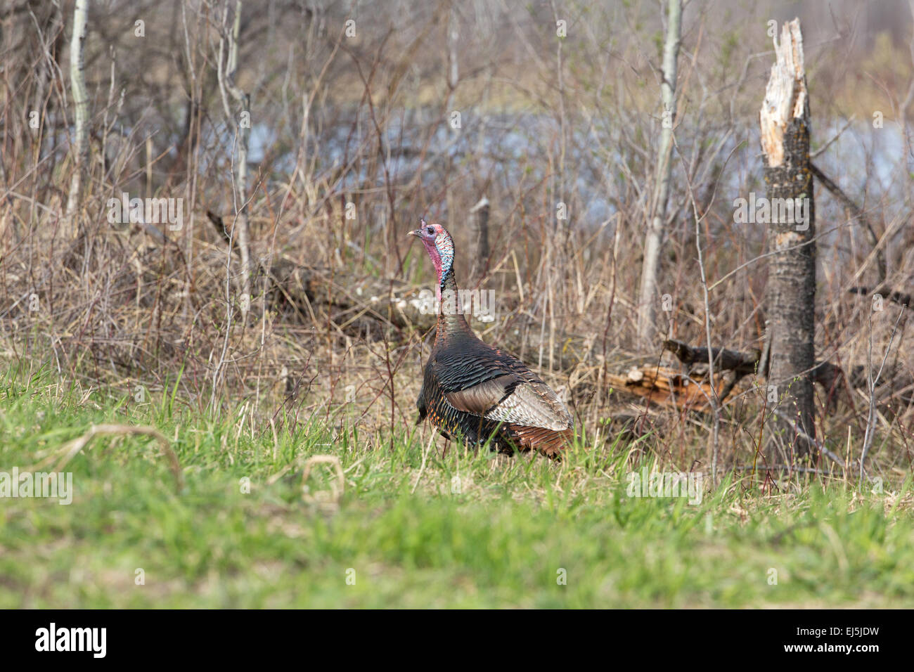 Eastern wild Turkey Stock Photo - Alamy