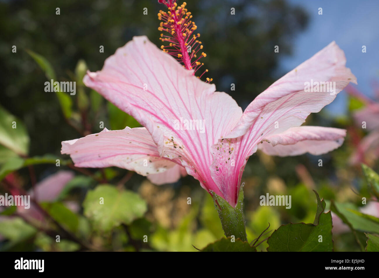 Australian native hibiscus hi-res stock photography and images - Alamy