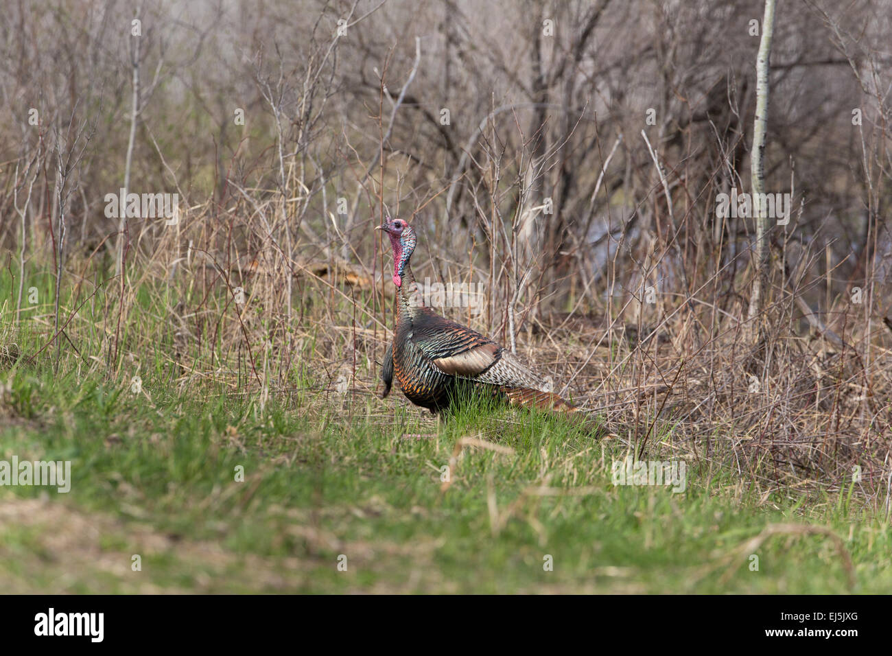 Eastern wild Turkey Stock Photo - Alamy