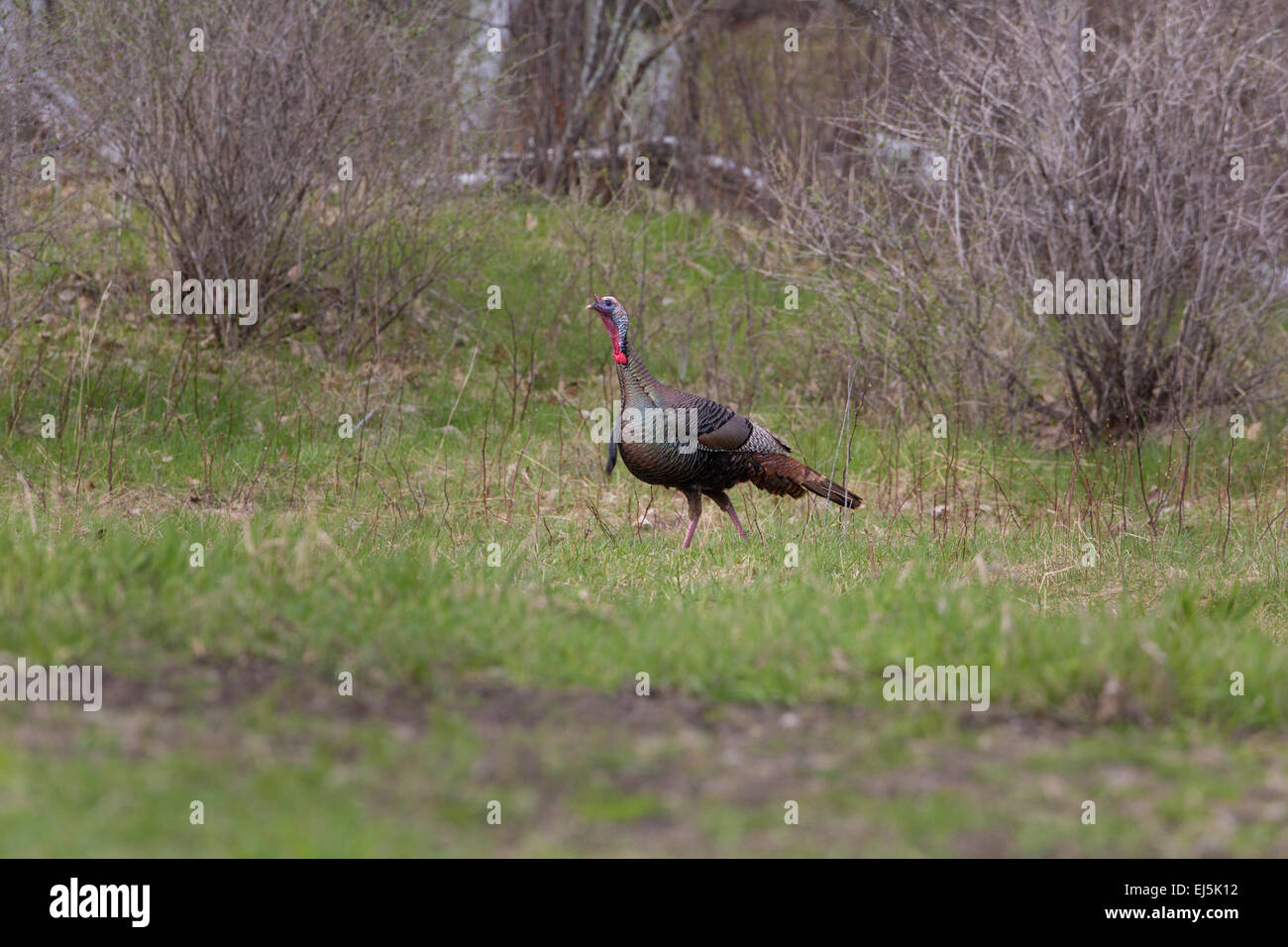 Eastern wild Turkey Stock Photo - Alamy