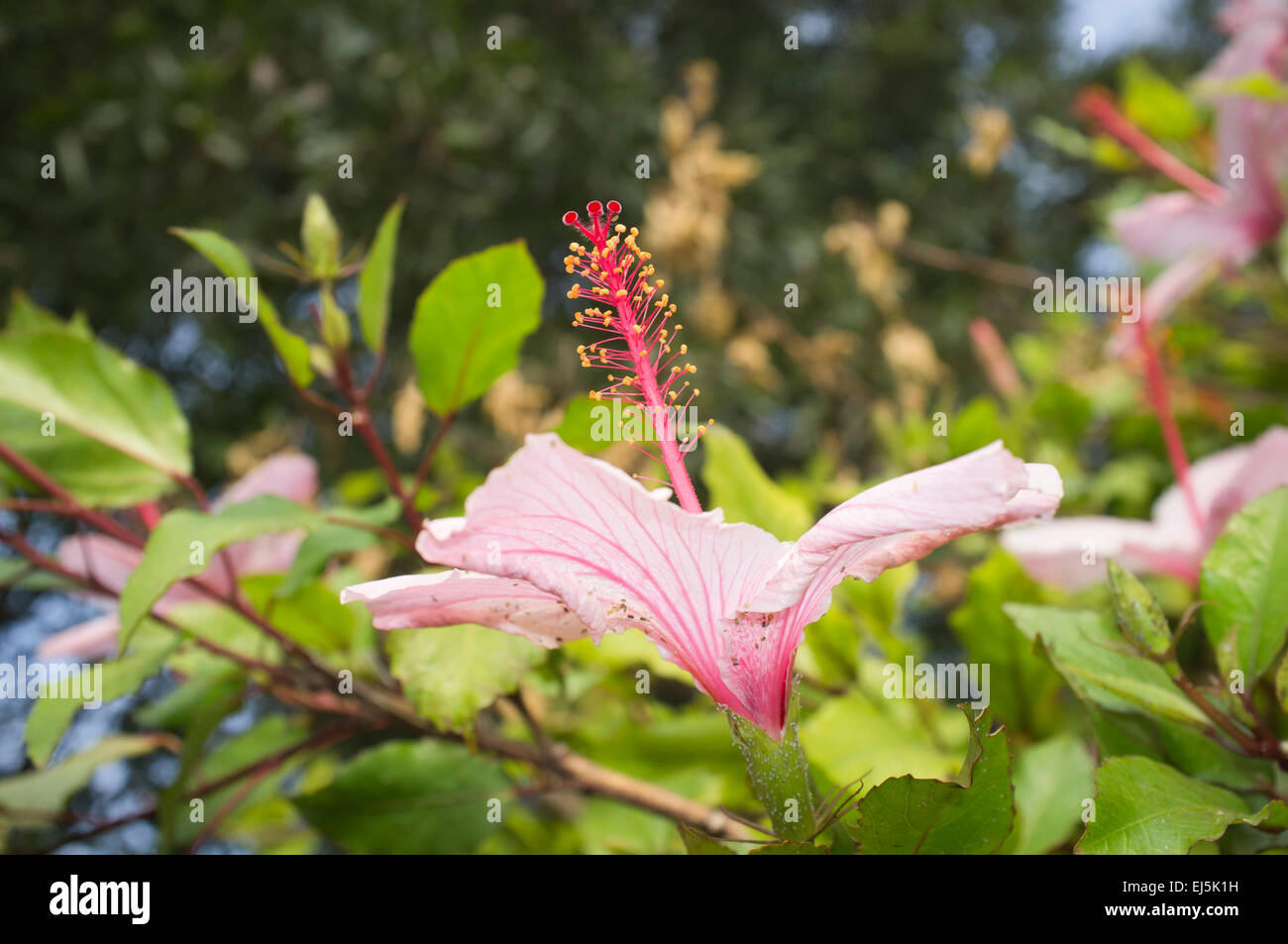 Australian native hibiscus hi-res stock photography and images - Alamy