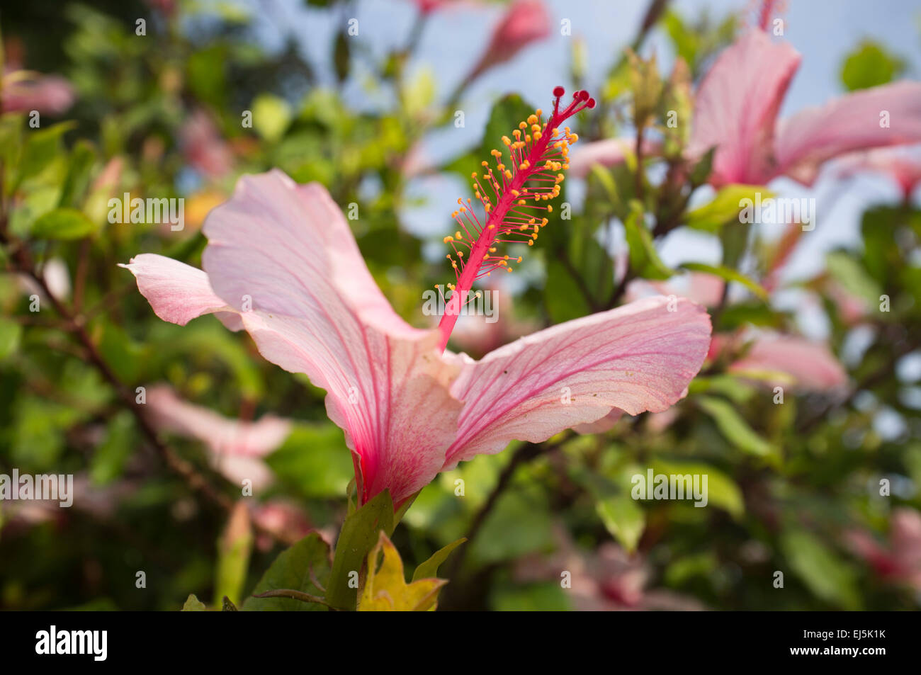 Australian native hibiscus hi-res stock photography and images - Alamy