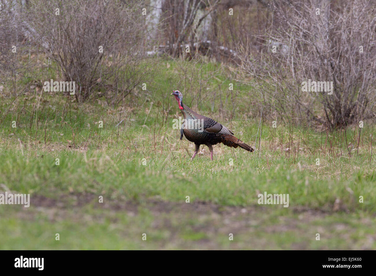 Eastern wild Turkey Stock Photo - Alamy