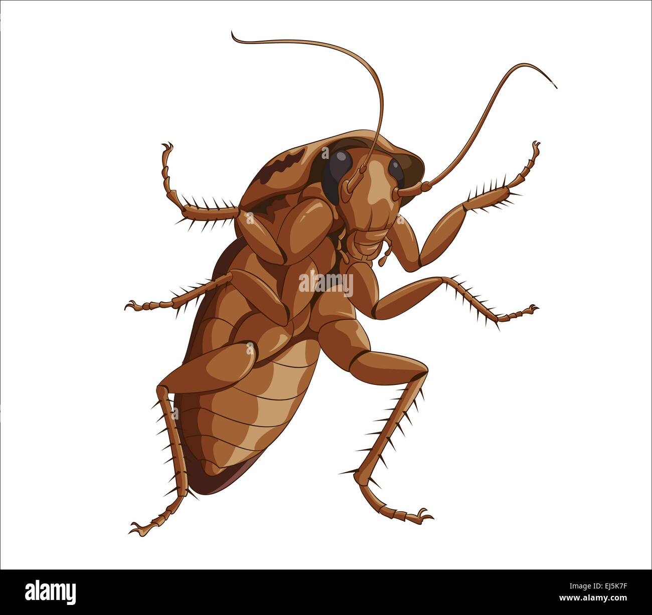 Big cockroach Cut Out Stock Images & Pictures - Alamy