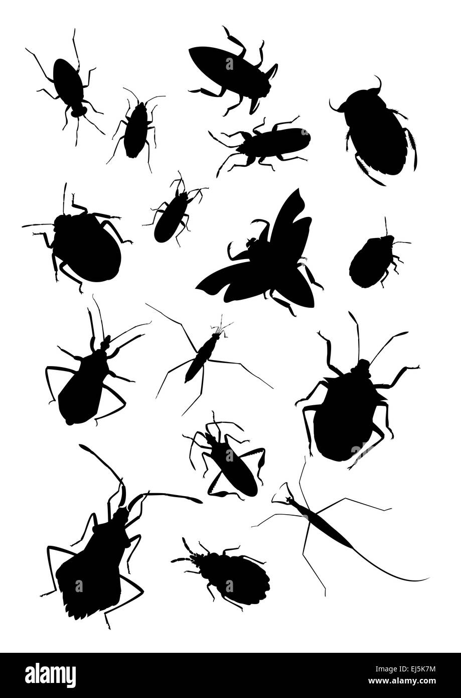 Vector image of silhouettes of vector true bugs Stock Photo - Alamy