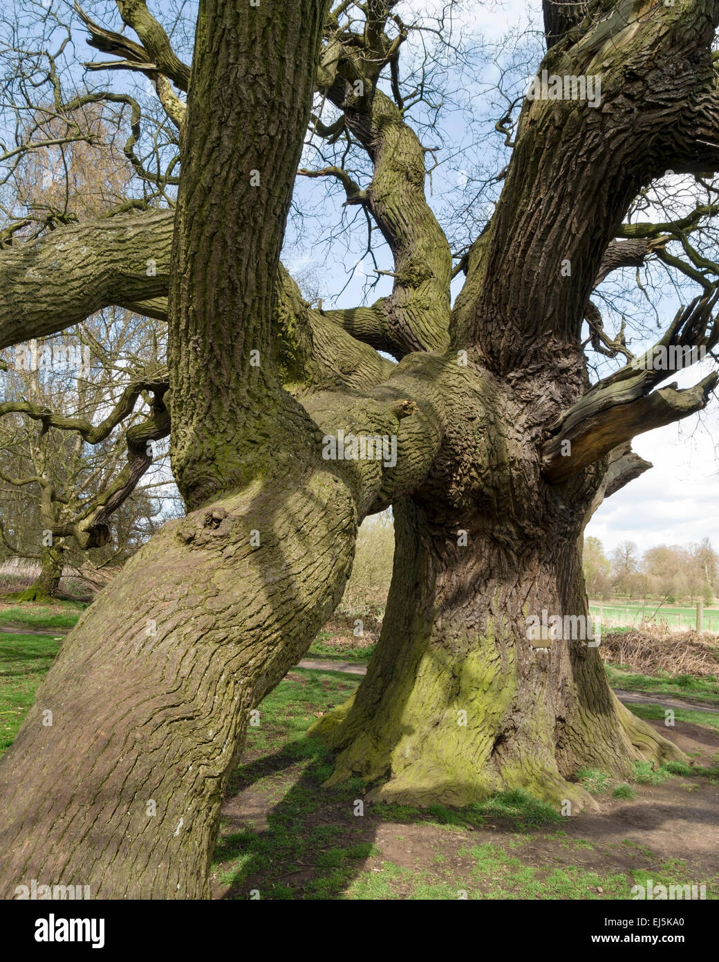 Bare twisted old English Oak tree in Winter, Ticknall, Derbyshire ...
