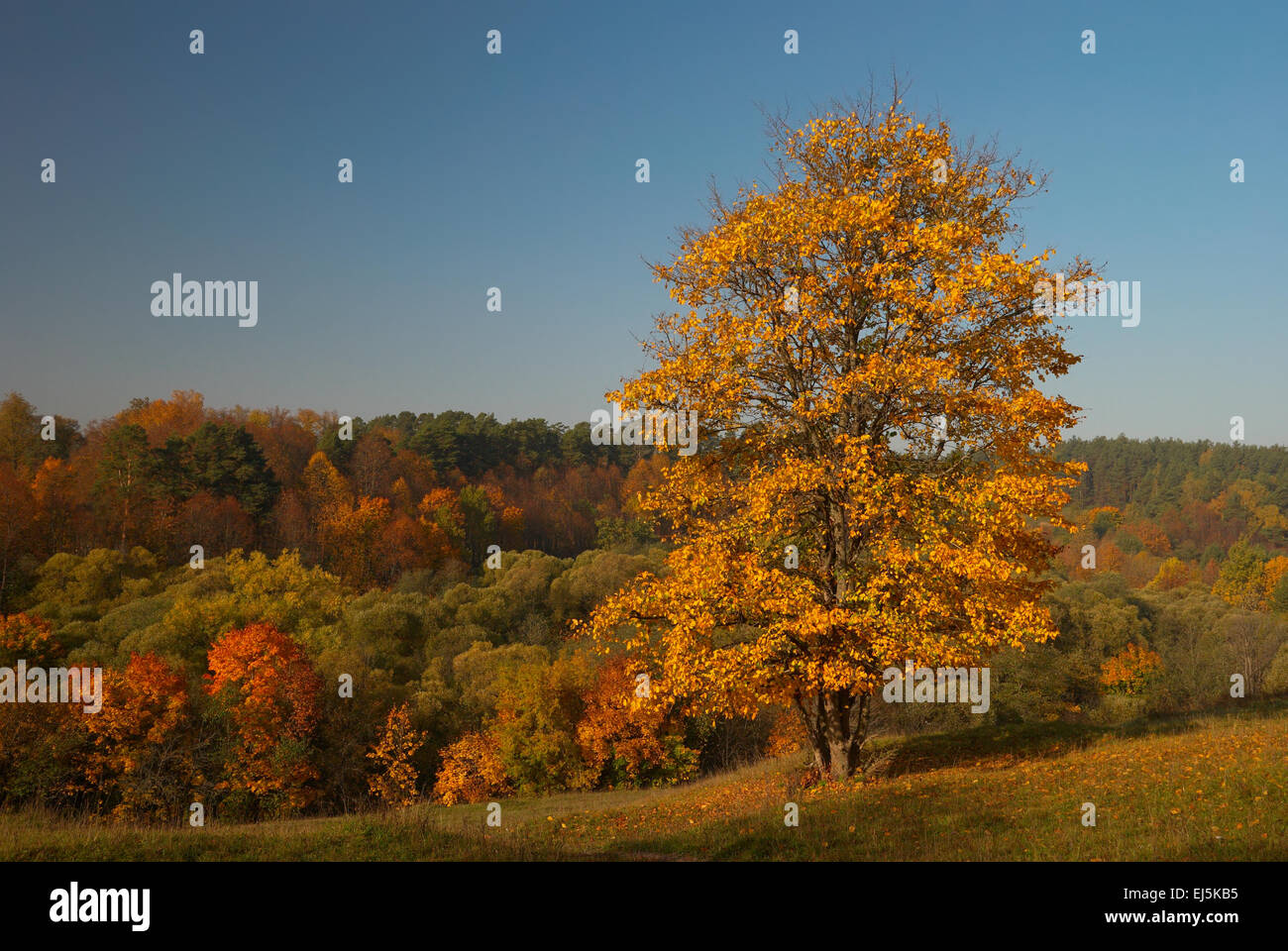 Autumn landscape with yellow tree Stock Photo - Alamy