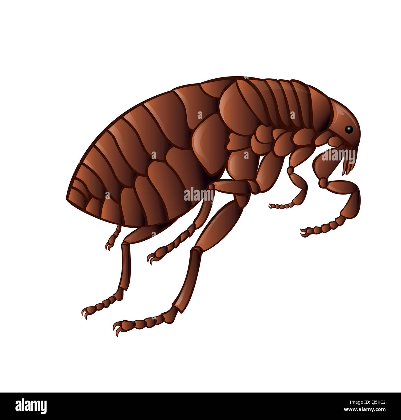 Flea vector hi-res stock photography and images - Alamy