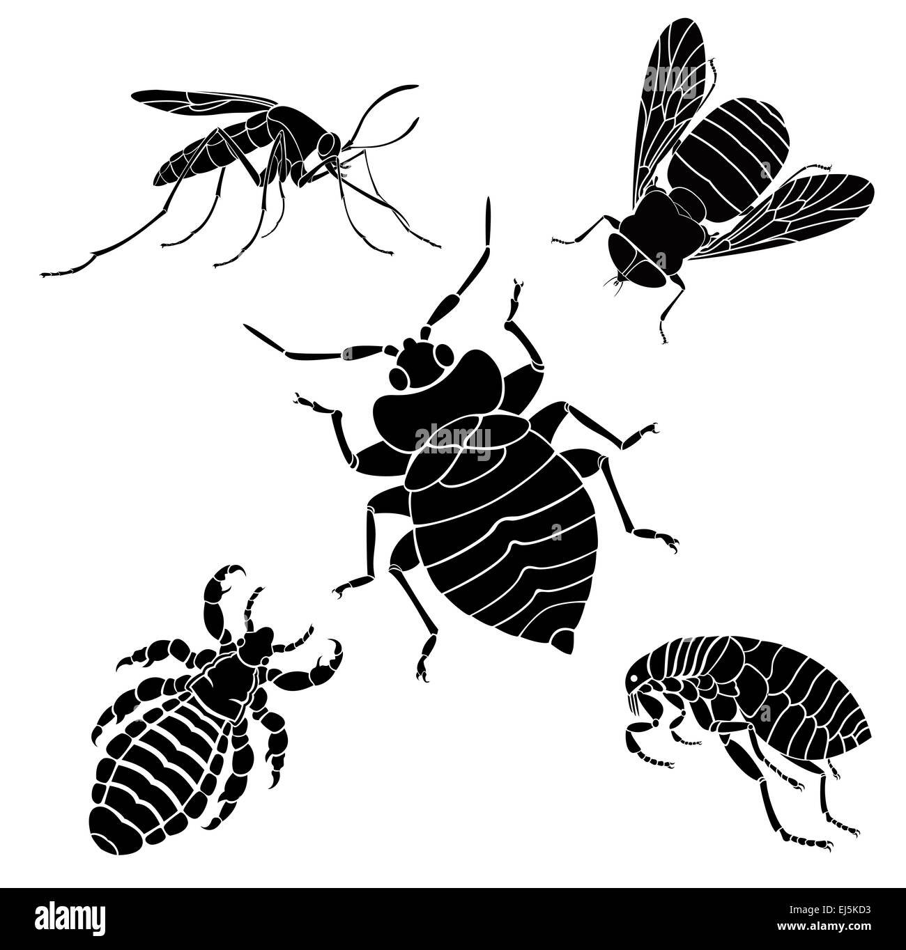 Vector image of collection of diffirent parasites Stock Photo - Alamy