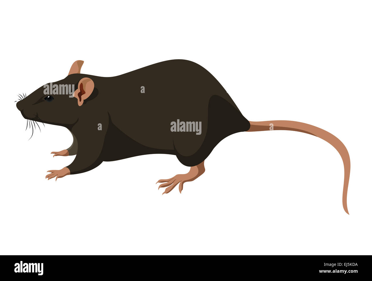 Rat and computer mouse hi-res stock photography and images - Alamy