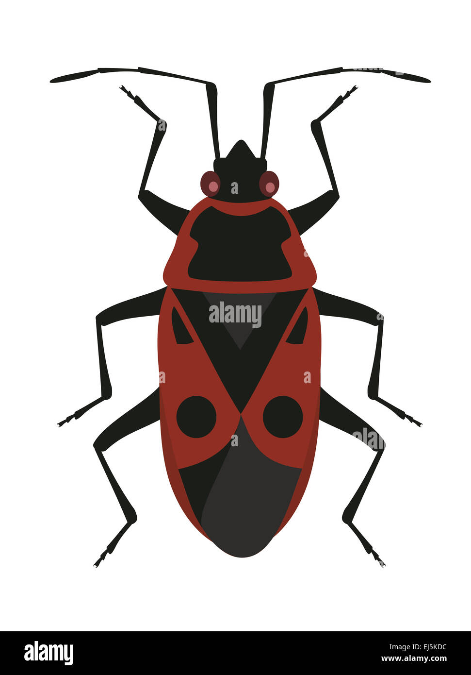 Red soldier bug hi-res stock photography and images - Alamy