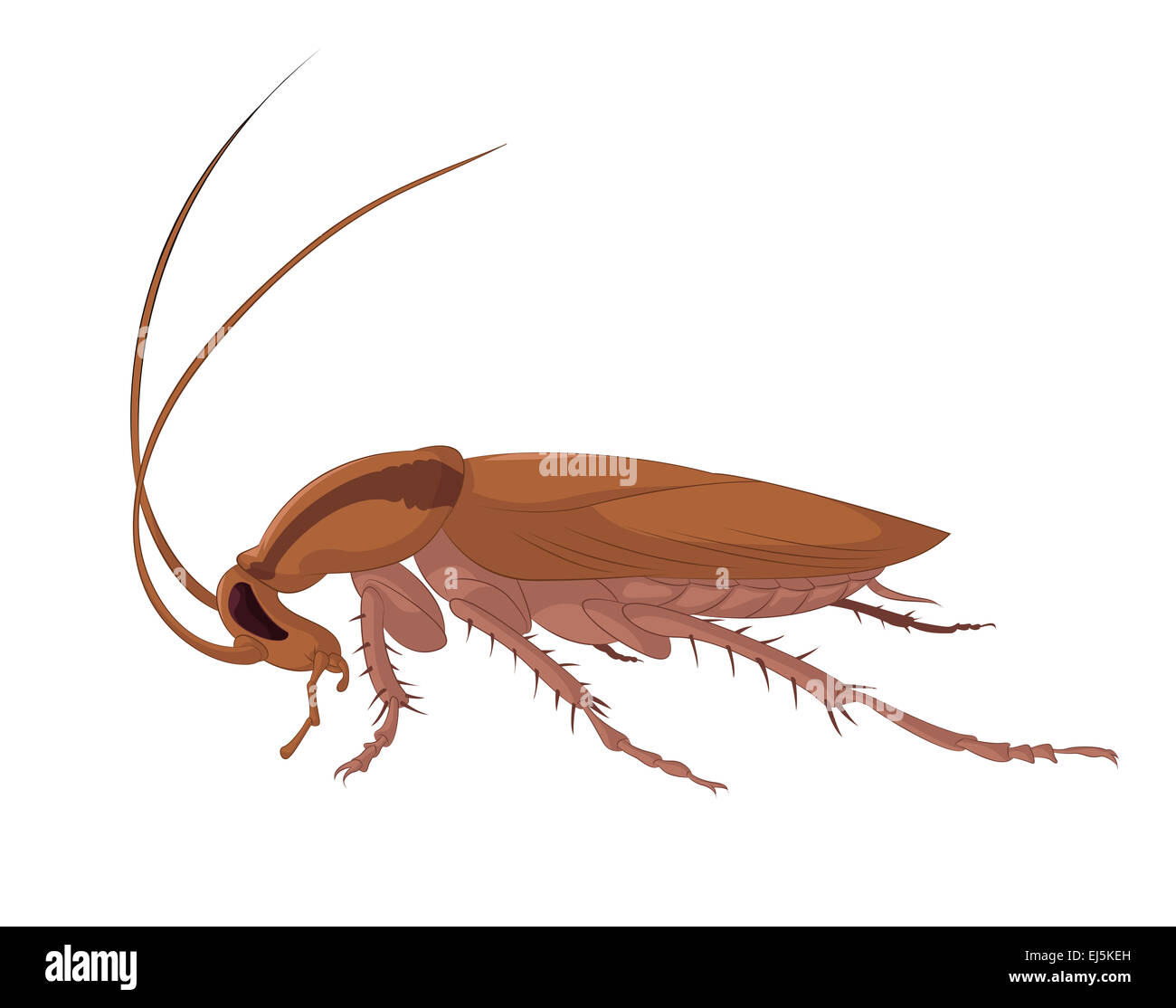 Standing cockroach Cut Out Stock Images & Pictures - Alamy