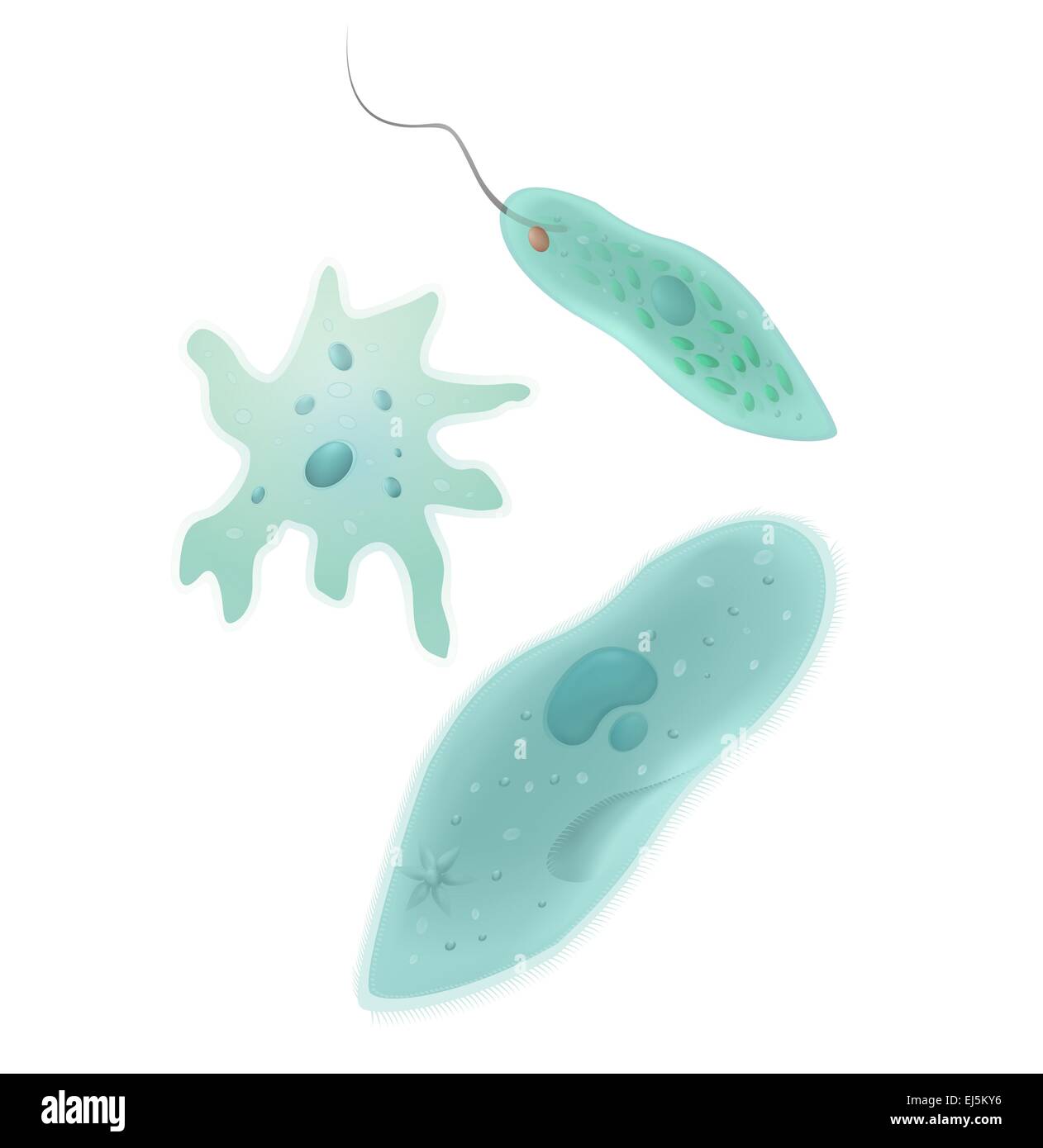 Parasitic protozoa hi-res stock photography and images - Alamy