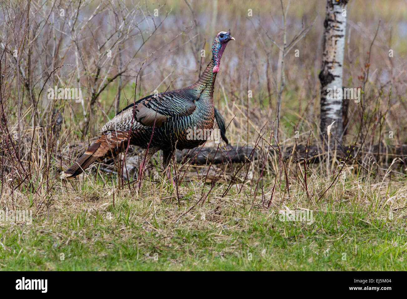 Eastern wild Turkey Stock Photo - Alamy