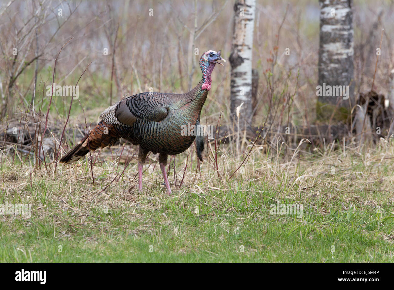 Eastern wild Turkey Stock Photo - Alamy