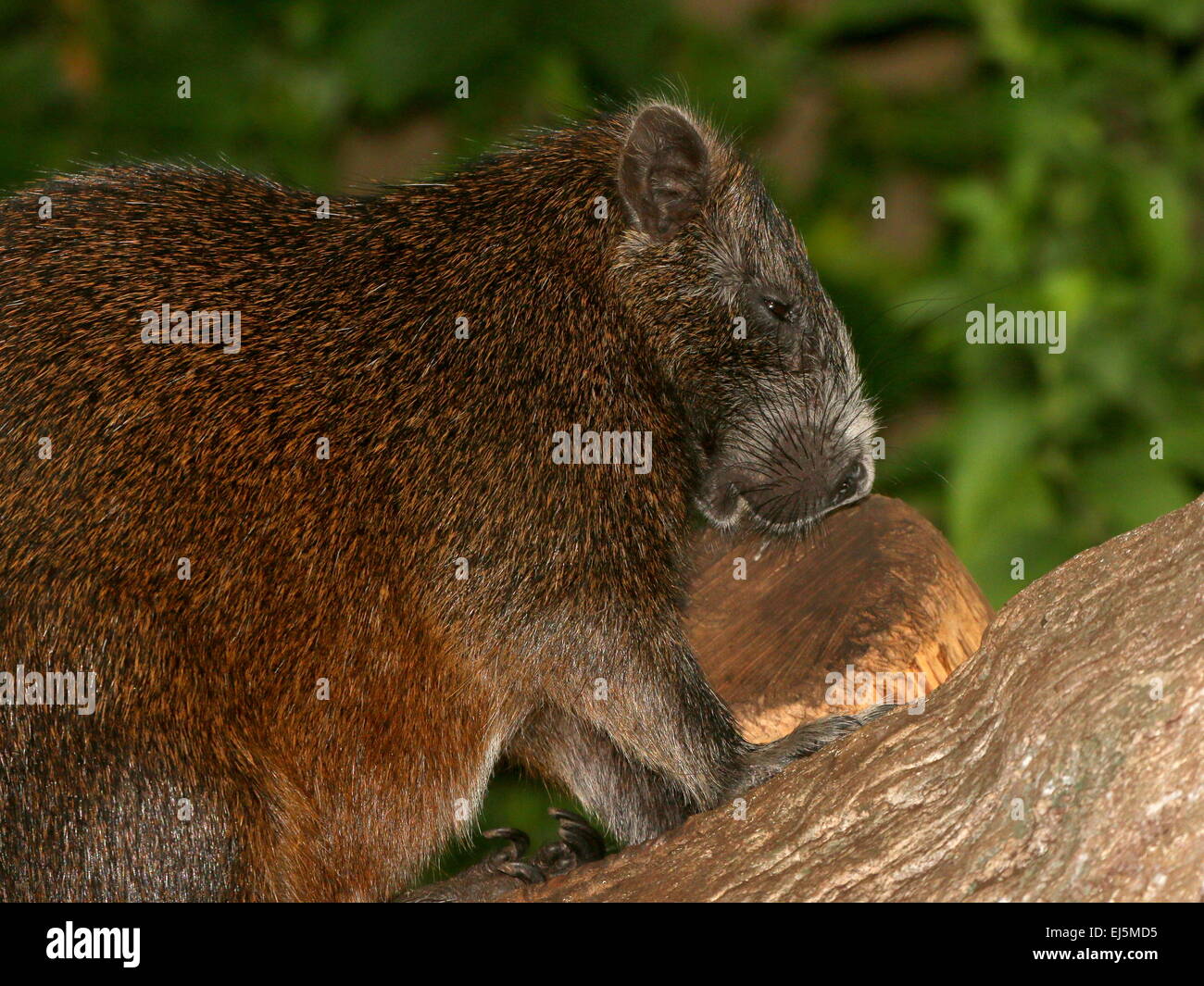 Jutia cuba hi-res stock photography and images - Alamy