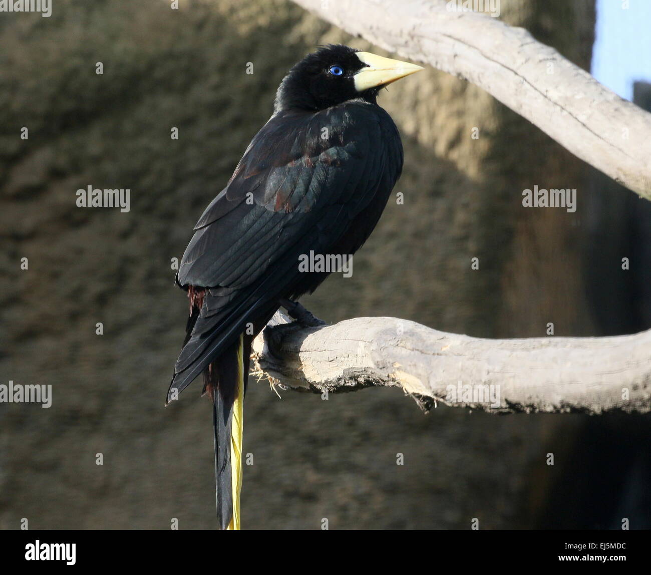 South American Crested Oropendola (Psarocolius decumanus Stock Photo ...