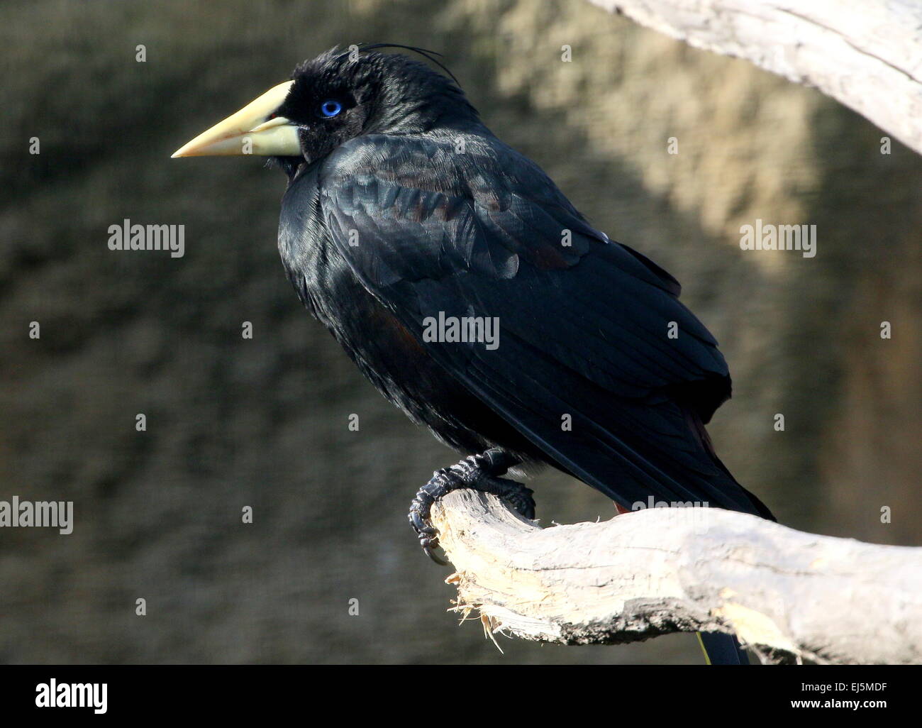 South American Crested Oropendola (Psarocolius decumanus Stock Photo ...