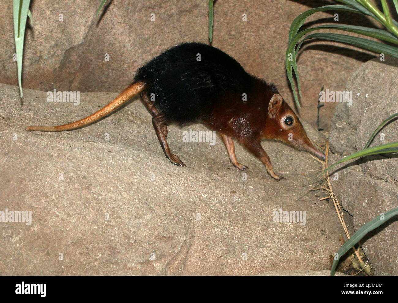 Rufous Elephant Shrew