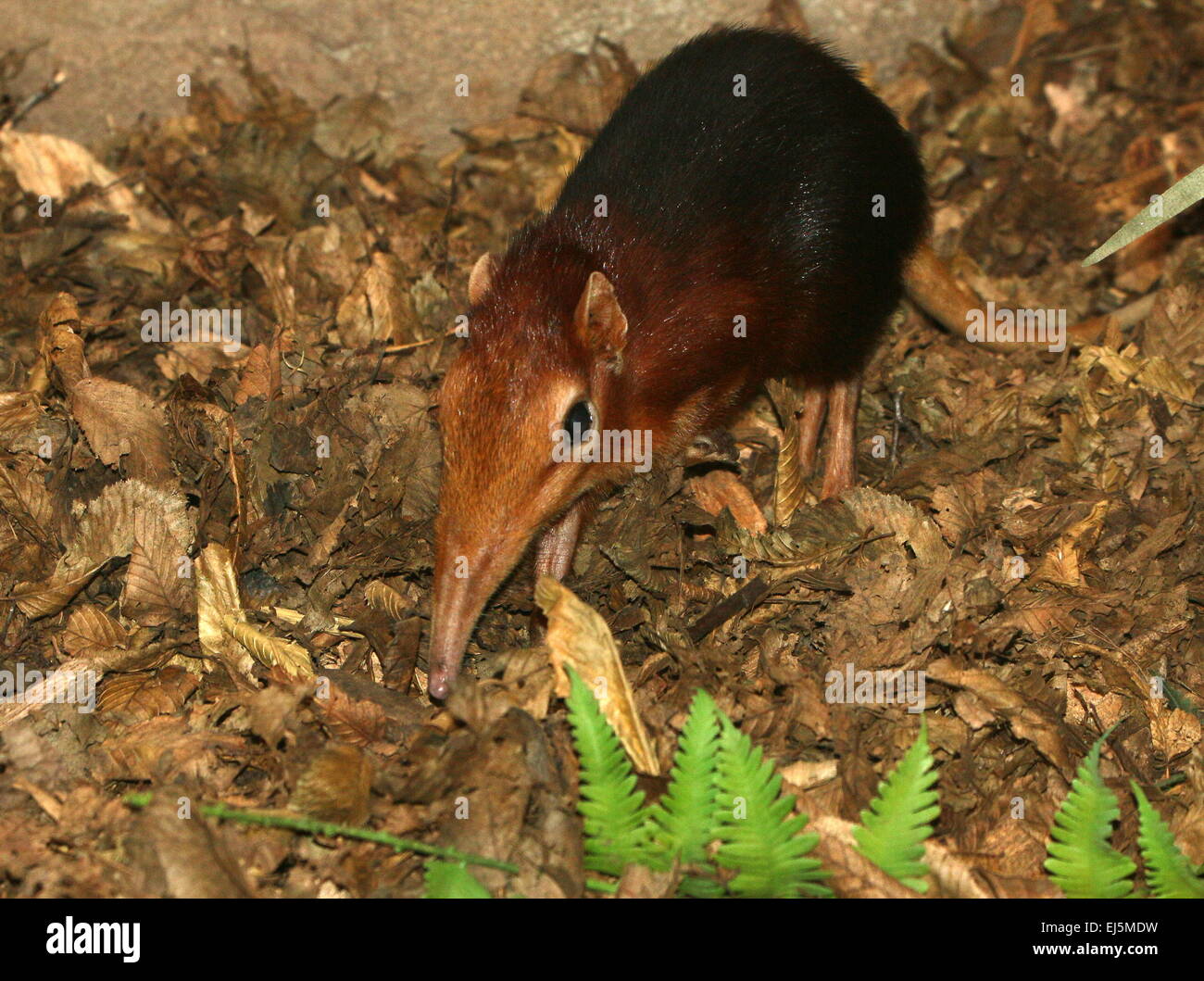 Rufous sengi hi-res stock photography and images - Alamy