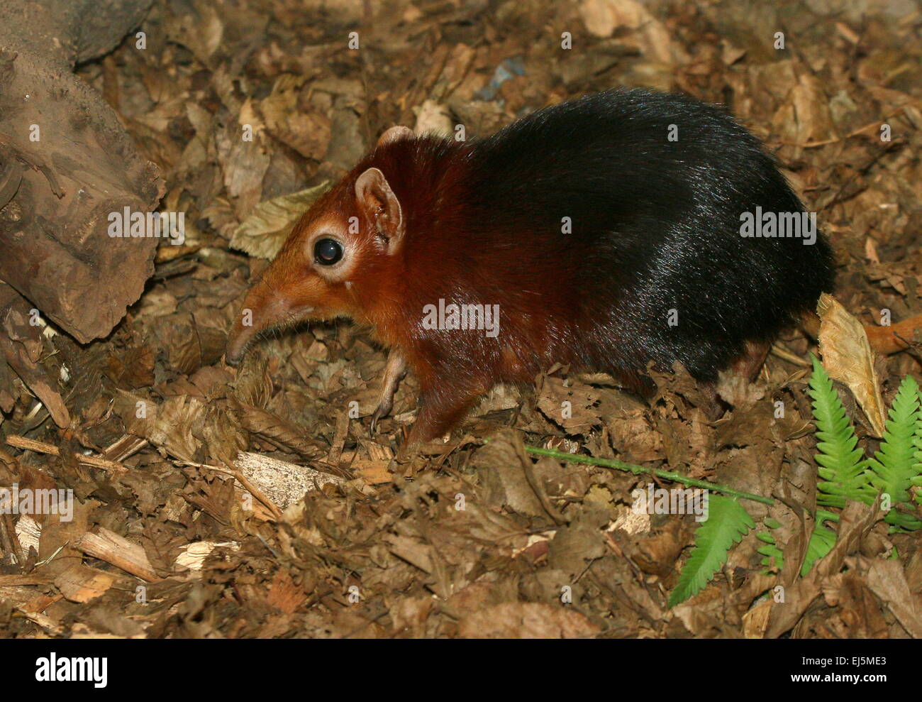 East African Black and rufous Elephant Shrew or Sengi (Rhynchocyon ...