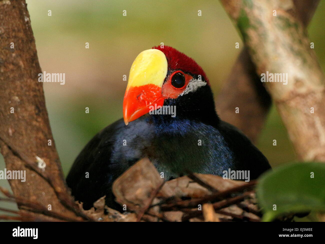 Violet touraco hi-res stock photography and images - Alamy