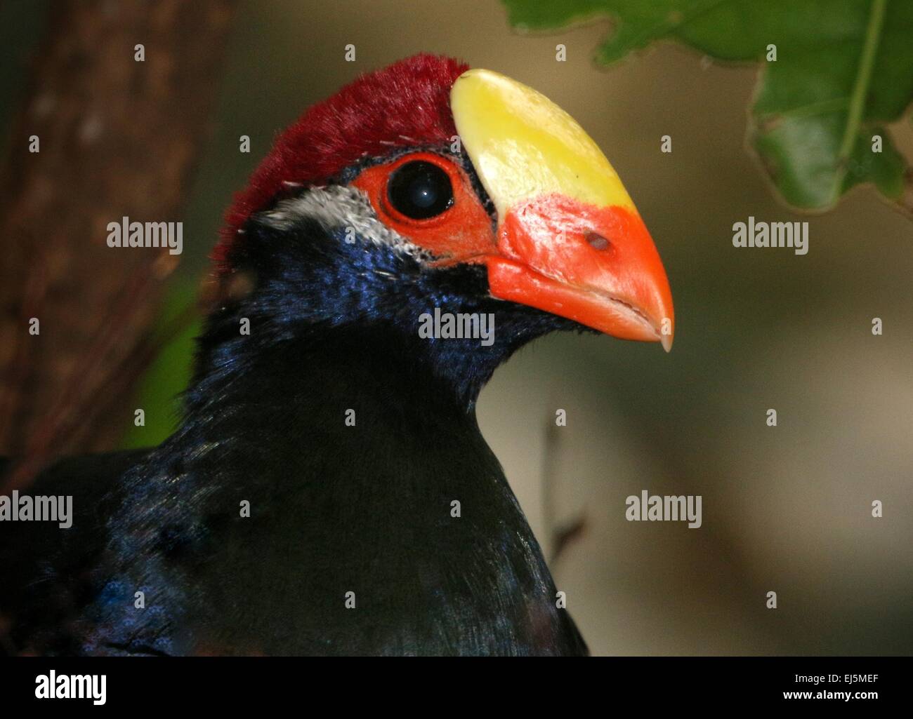 West African Violet Turaco (Musophaga violacea Stock Photo - Alamy