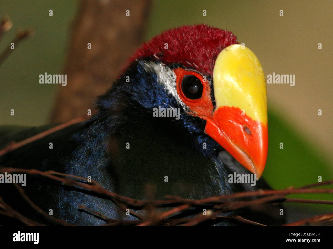 Violaceous turacos hi-res stock photography and images - Alamy