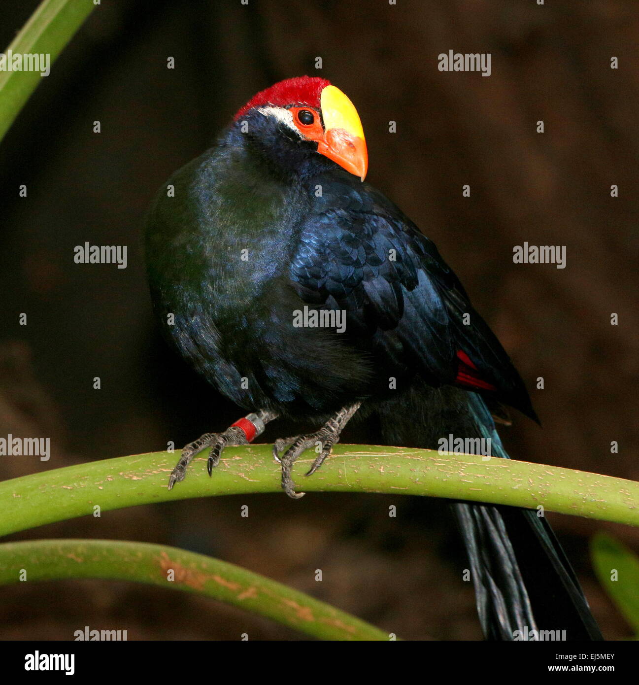 Turaco bird perched hi-res stock photography and images - Alamy