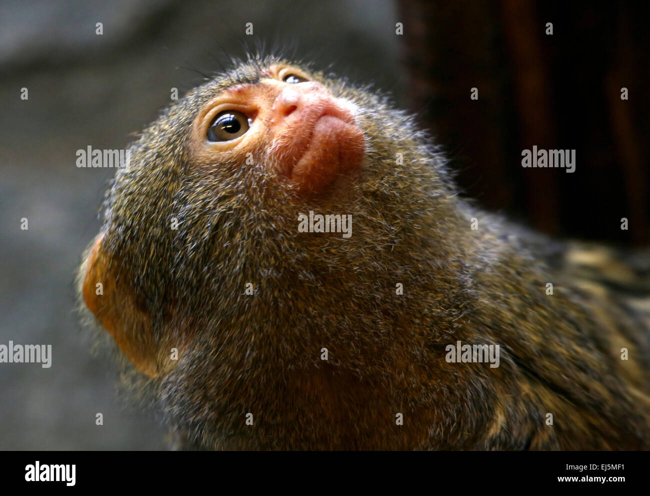 South American Pygmy marmoset (Callithrix pygmaea, Cebuella pygmaea ...