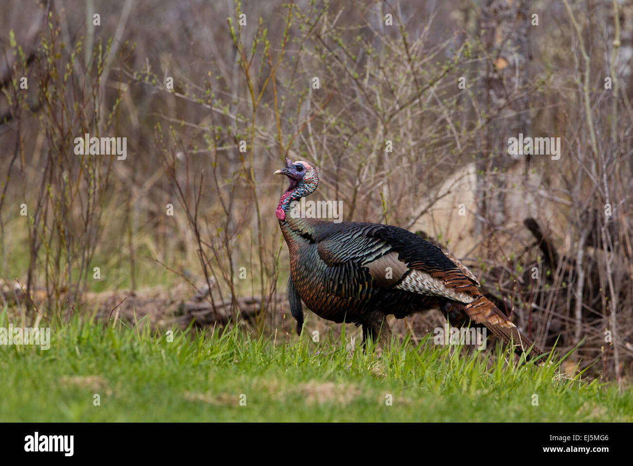 Eastern wild Turkey Stock Photo - Alamy
