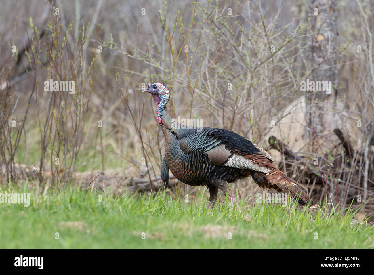 Eastern wild Turkey Stock Photo - Alamy
