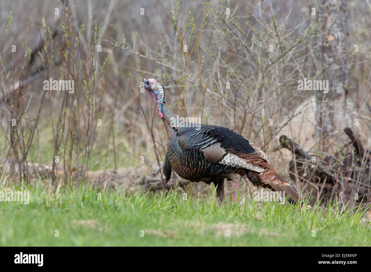 Eastern wild Turkey Stock Photo - Alamy