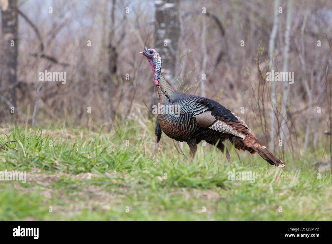 Eastern wild Turkey Stock Photo - Alamy