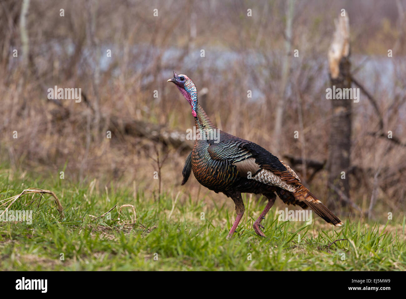 Eastern wild Turkey Stock Photo - Alamy