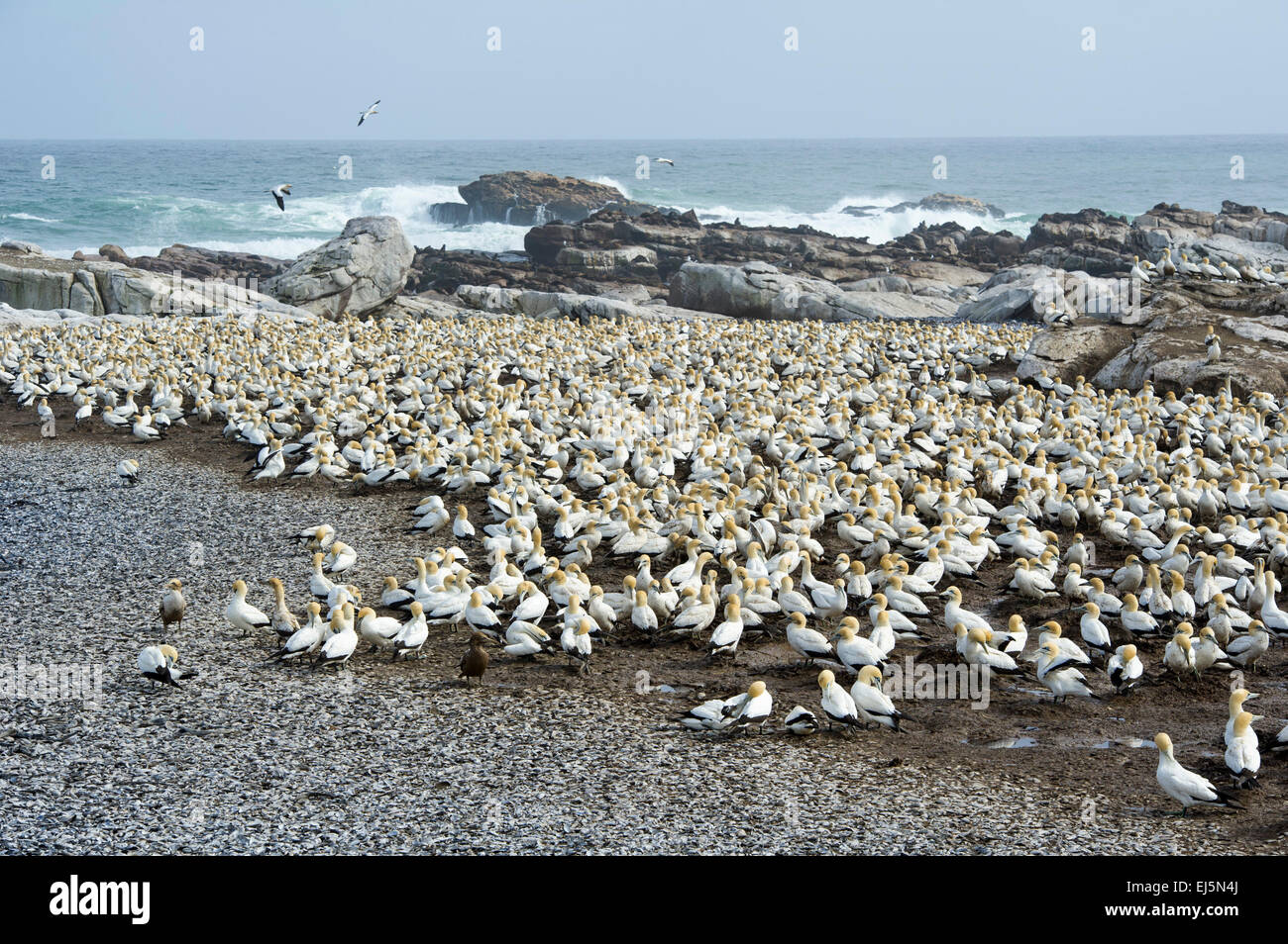 Cape gannet colony, Sula capensis, Bird island, Lambert's Bay, South ...