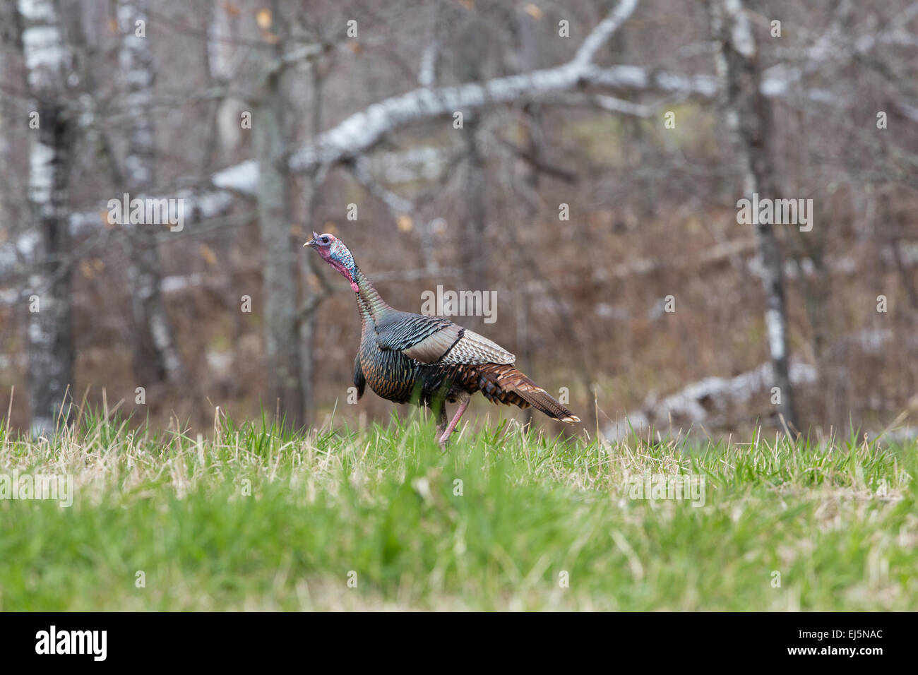 Eastern wild Turkey Stock Photo - Alamy